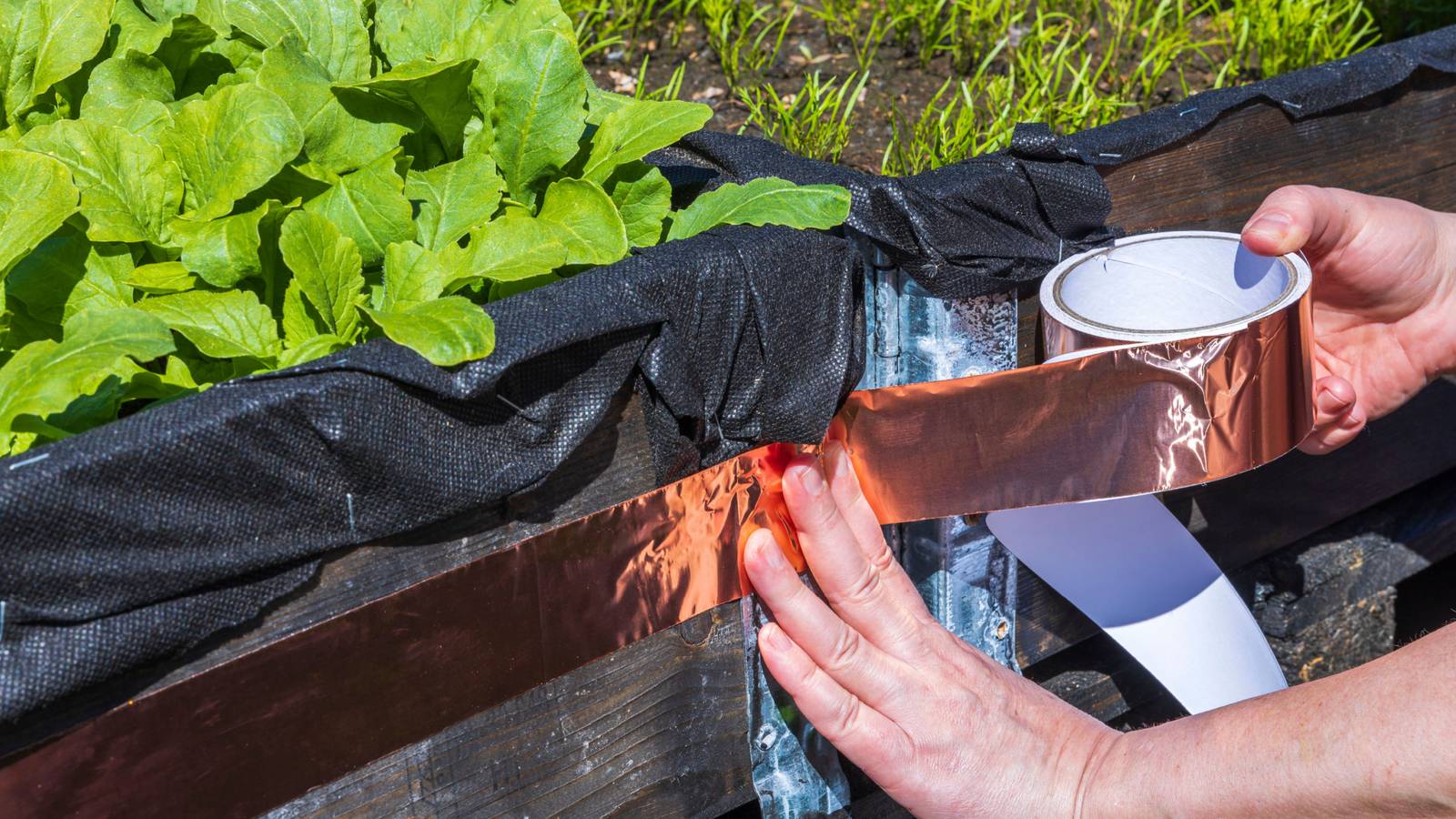 5 Ways to Repel Snails and Slugs From Your Garden
