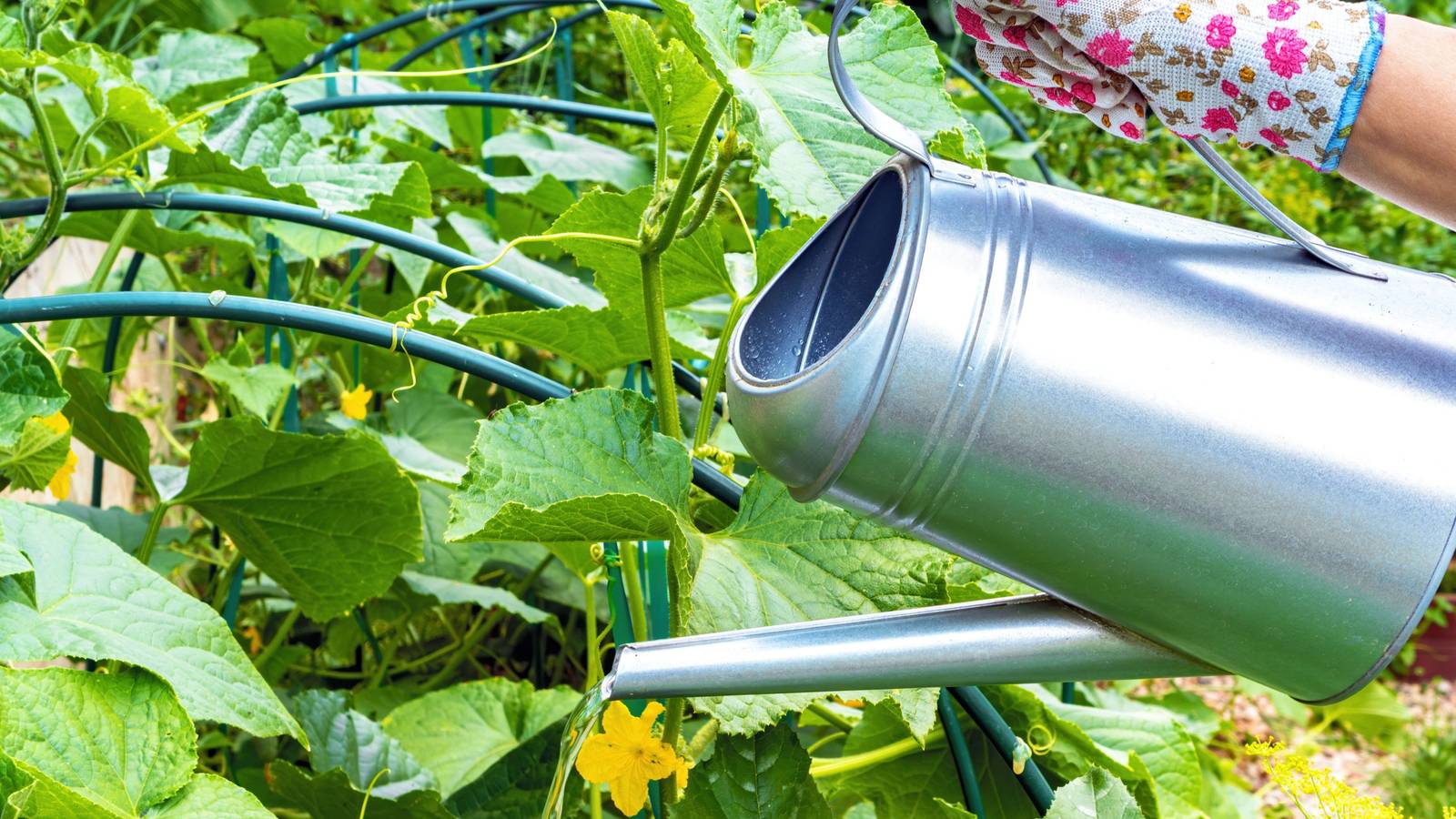 How to Fertilize Your Cucumber Plants