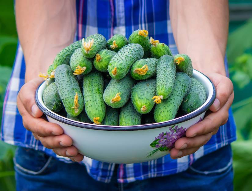 10 Tips for Growing Burpless Cucumbers