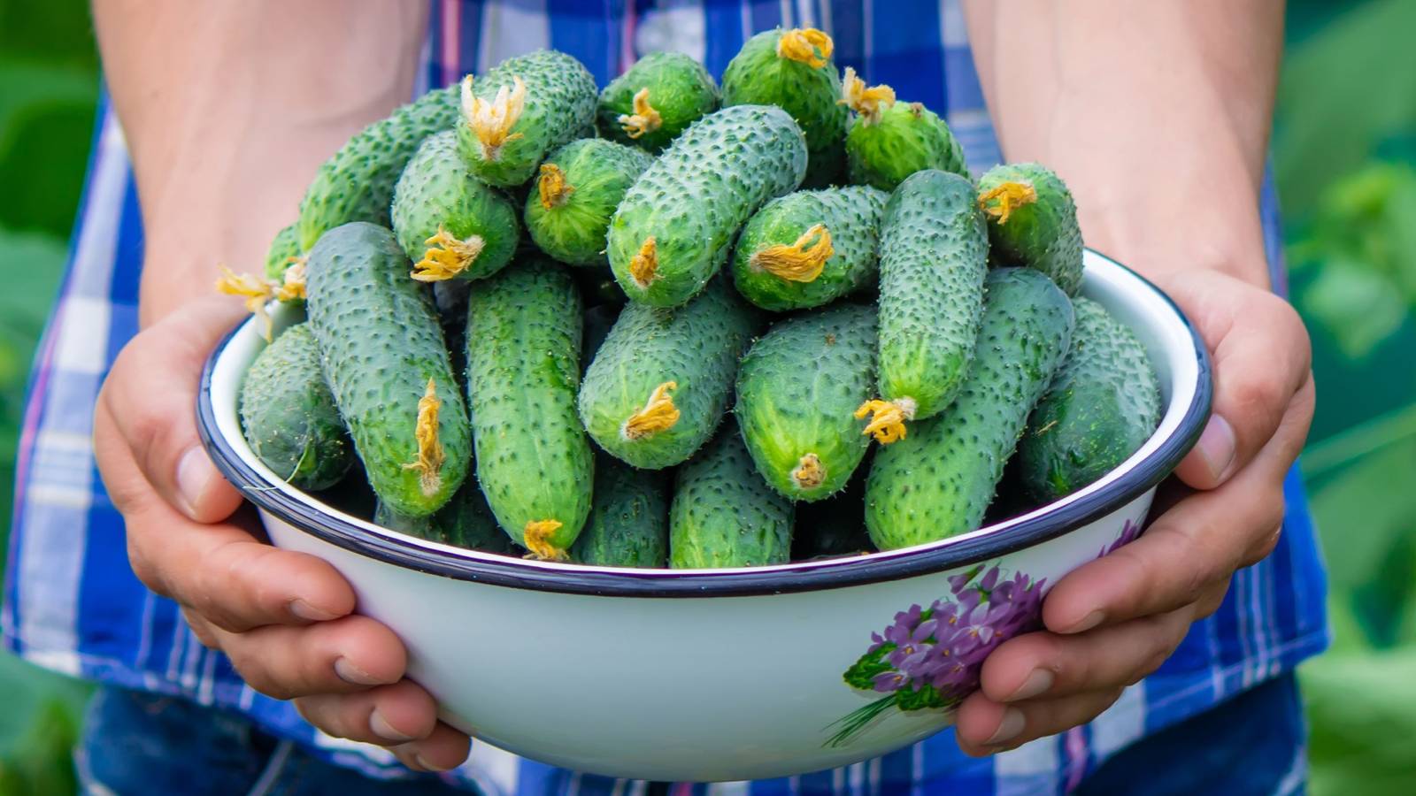 How to Store Fresh Cucumbers