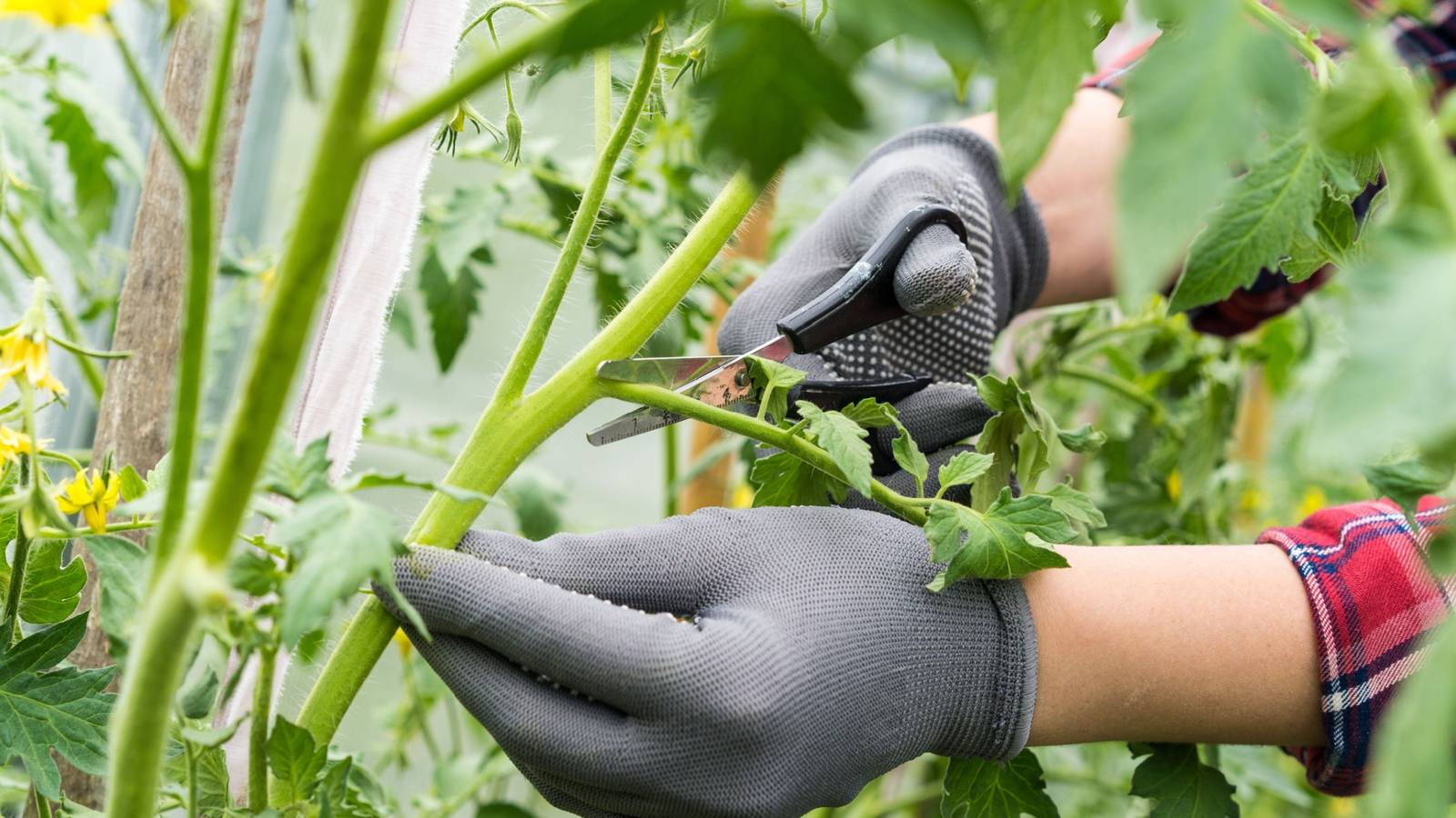 Should You Top Your Tomato Plants?