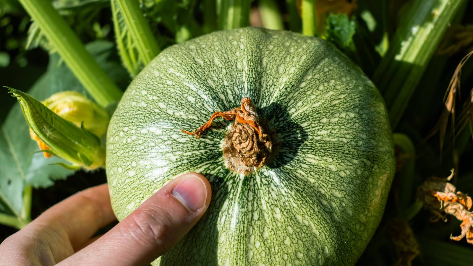 6 Types of Zucchini to Grow in Your Vegetable Garden