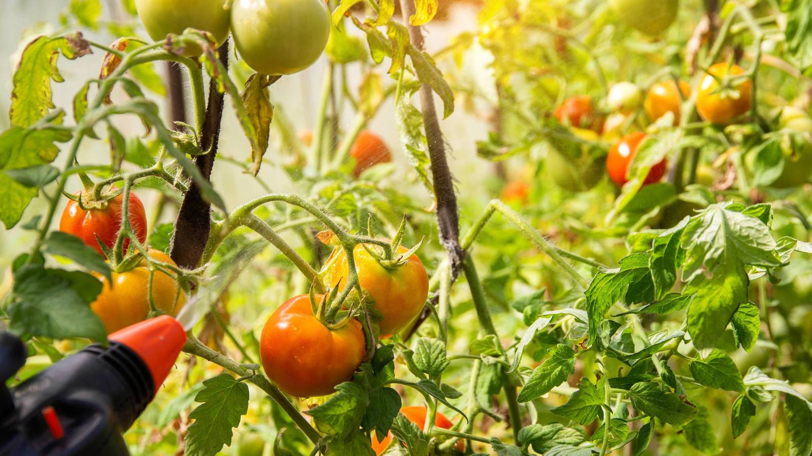 7 Ways to Prevent Tomato Blight