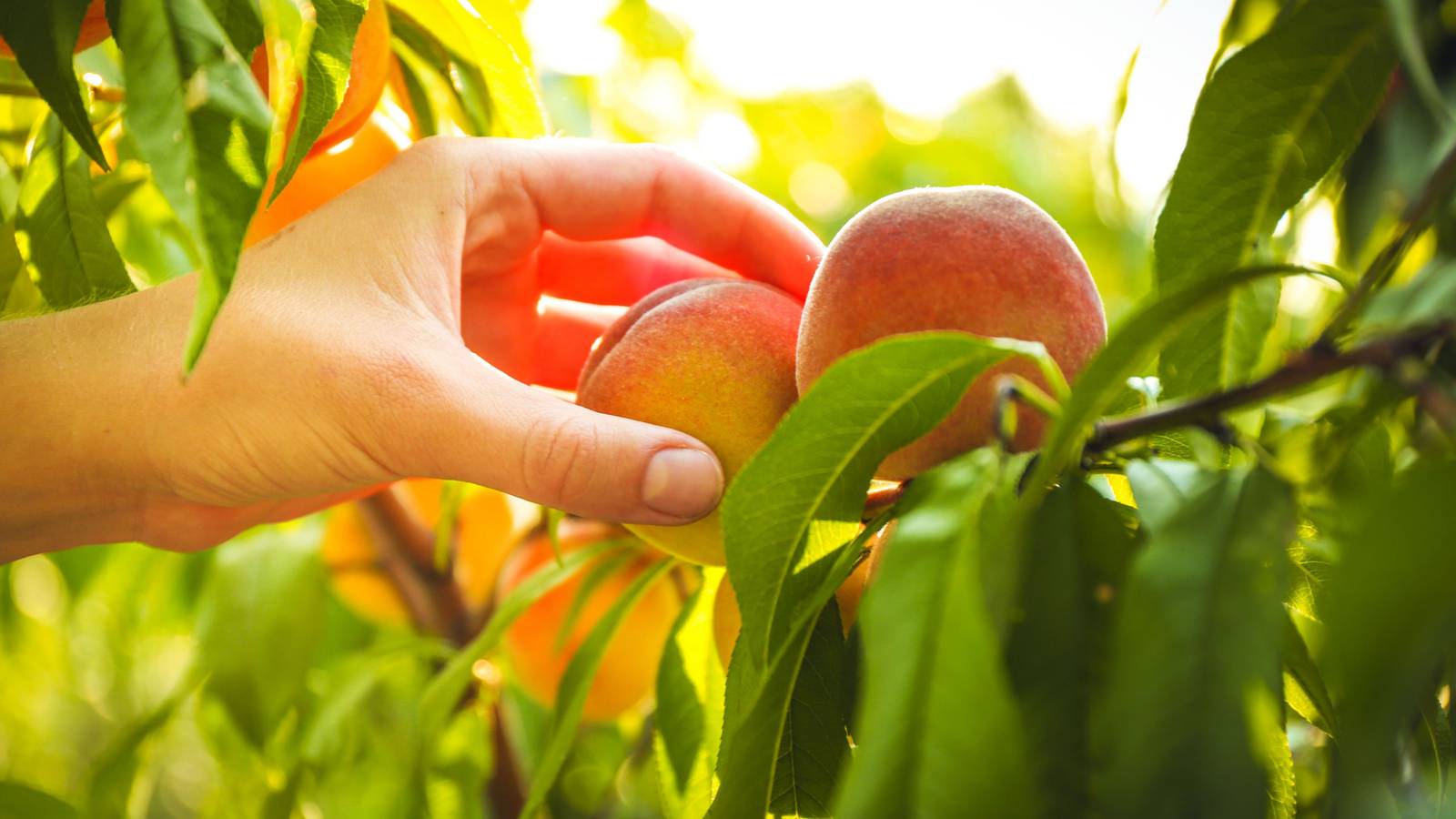 6 Tips on Growing a Peach Tree in Your Backyard