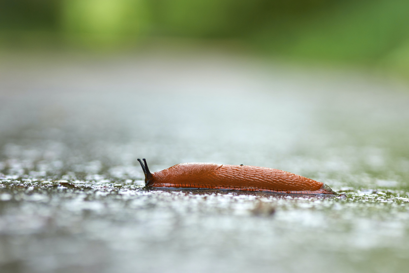 9 Reasons To Use Epsom Salt in Your Garden Today