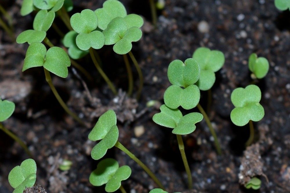 Growing Radishes in Pots: Expert Tips for a Successful Harvest