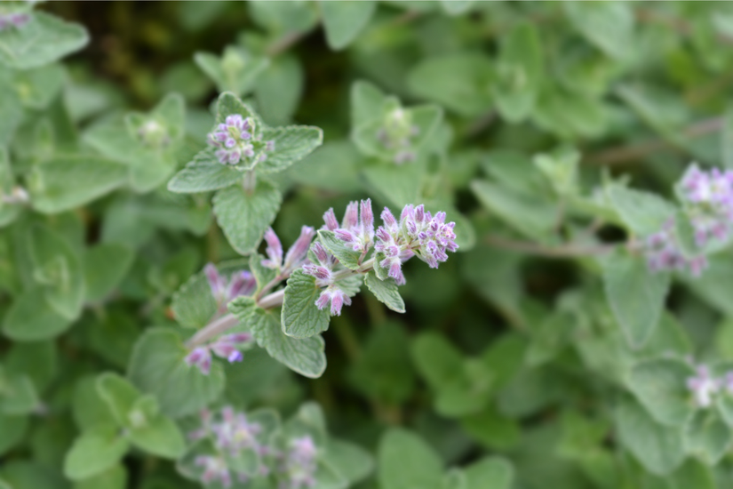 9 Plants That Naturally Repel Fruit Flies From Your Home