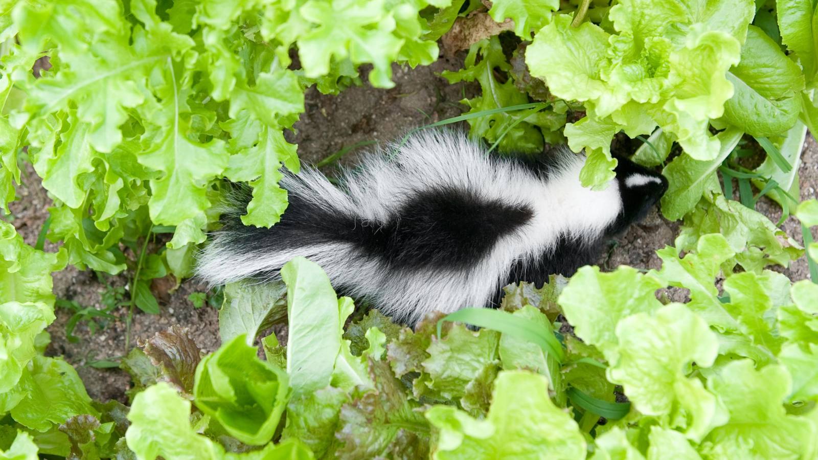 How to Use Vinegar to Repel Skunks From Your Yard or Garden