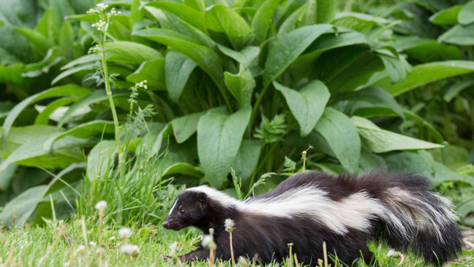 7 Ways to Repel Skunks From Your Yard or Garden