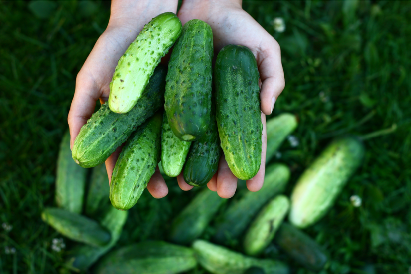 How to Store Fresh Cucumbers