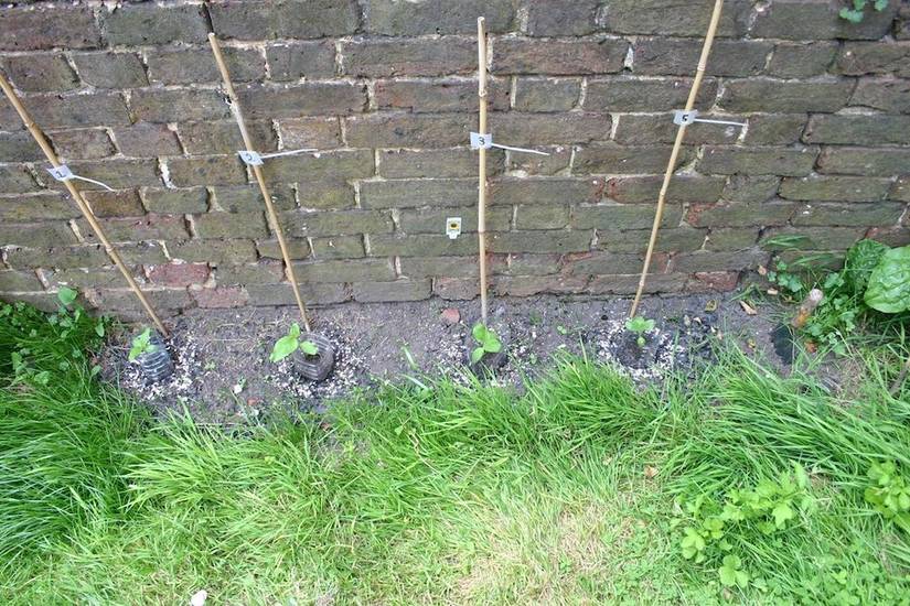 9 Ways To Use Plastic Containers in Your Garden
