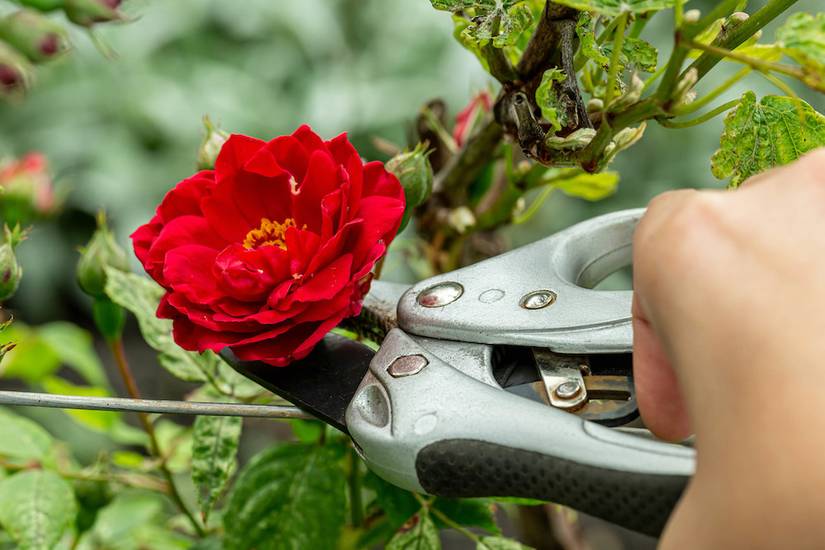 7 Tips for Growing Knock Out Roses