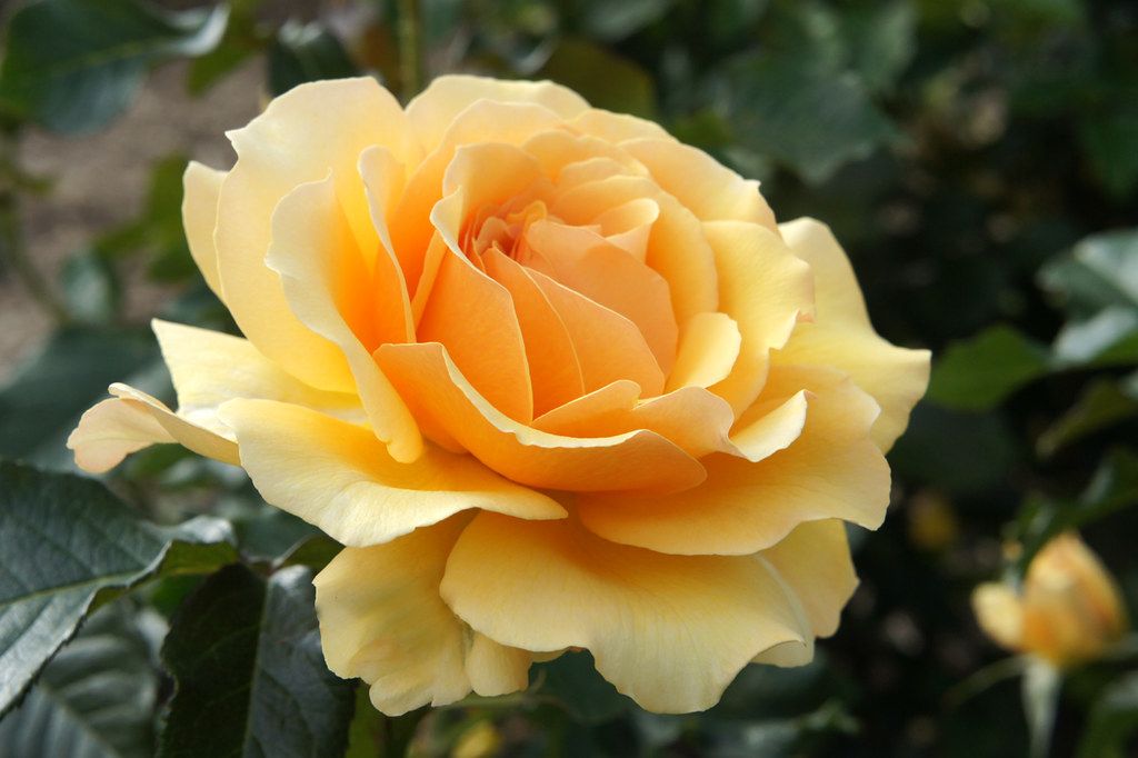 8 Companion Plants For Marigolds