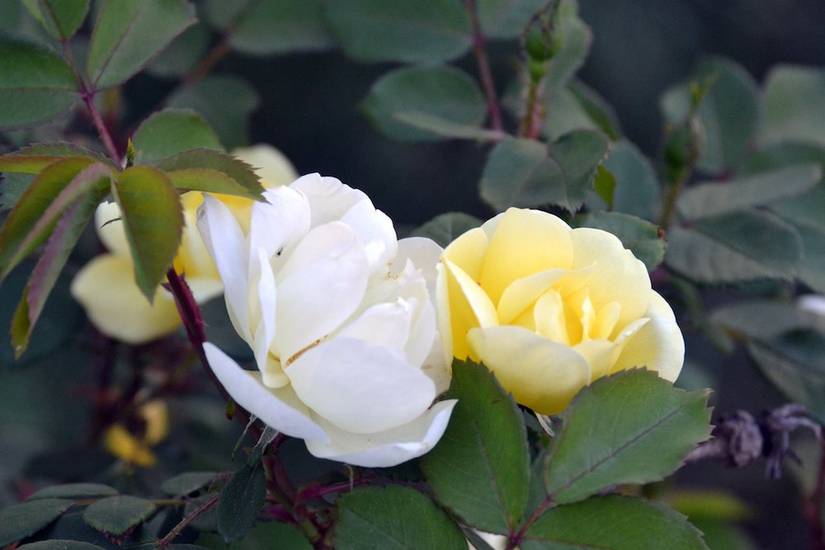 7 Tips for Growing Knock Out Roses
