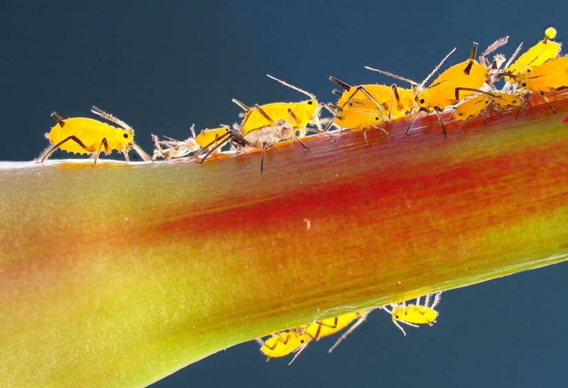 How to Use Epsom Salt to Kill Aphids
