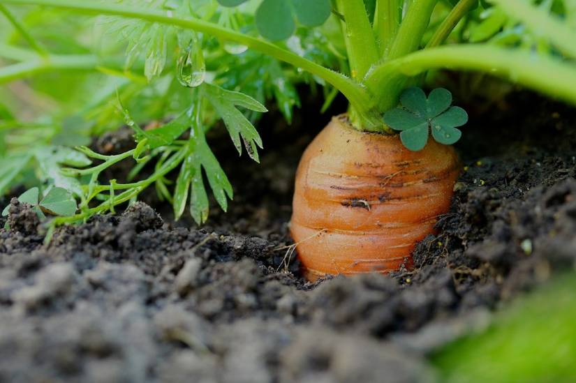 5 Tips For Growing Carrots in Your Home Garden