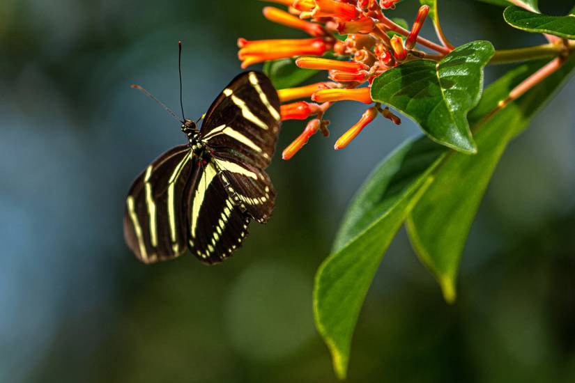 7 Container Plants That Thrive in the Heat