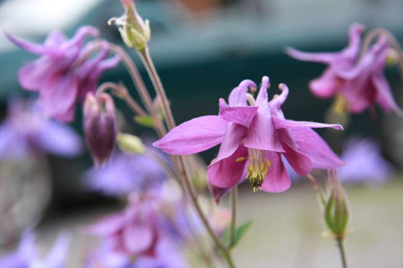 5 Short Perennials For Small Gardens