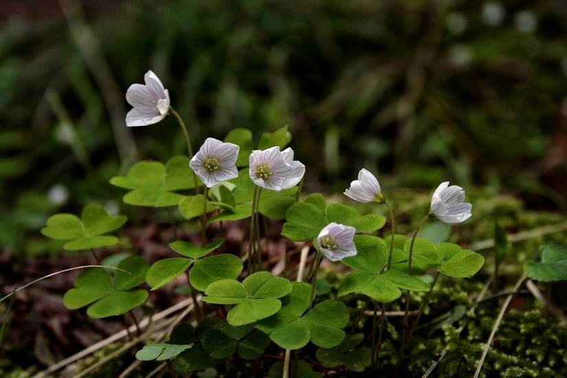 The Best Time to Plant a Clover Lawn