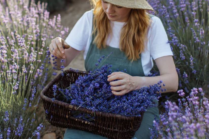 Should You Cut Back Lavender in the Fall?