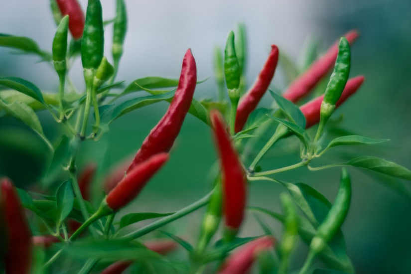 5 Ways Red Pepper Flakes Can Benefit Your Garden