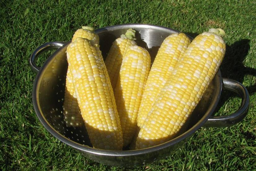 136 Things You Can Compost and 16 Things You Can’t