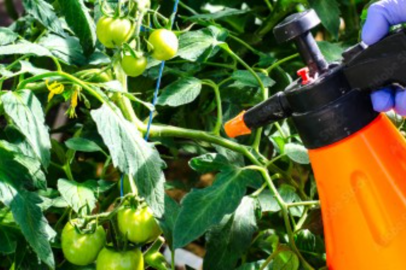 Easy Tips For Beefsteak Tomatoes