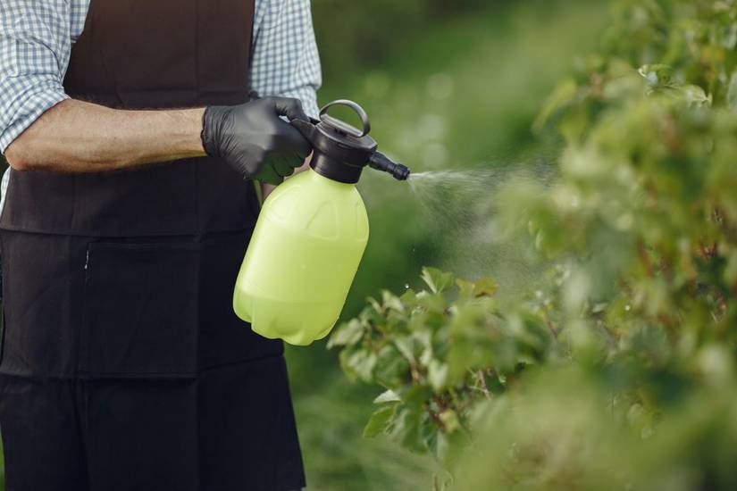 5 Ways to Protect Your Plants From Spider Mites