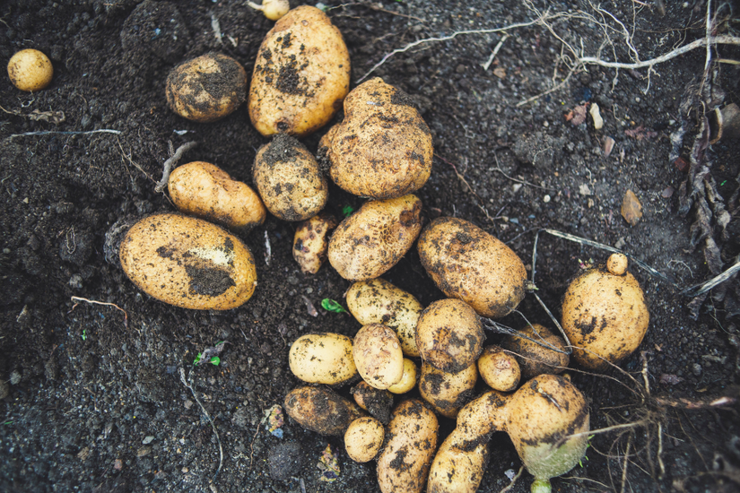 5 Best Fertilizers For Your Potatoes