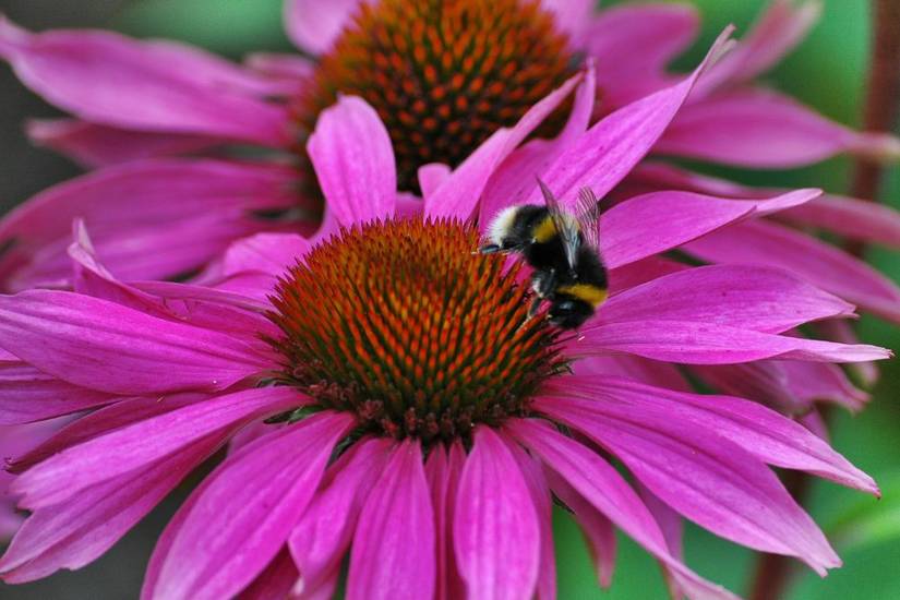 When Do Coneflowers Bloom?