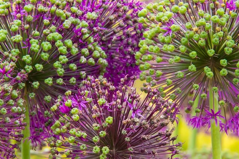 Bid farewell to Moles with These 5 Plants That Keep Your Yard Mole-Free