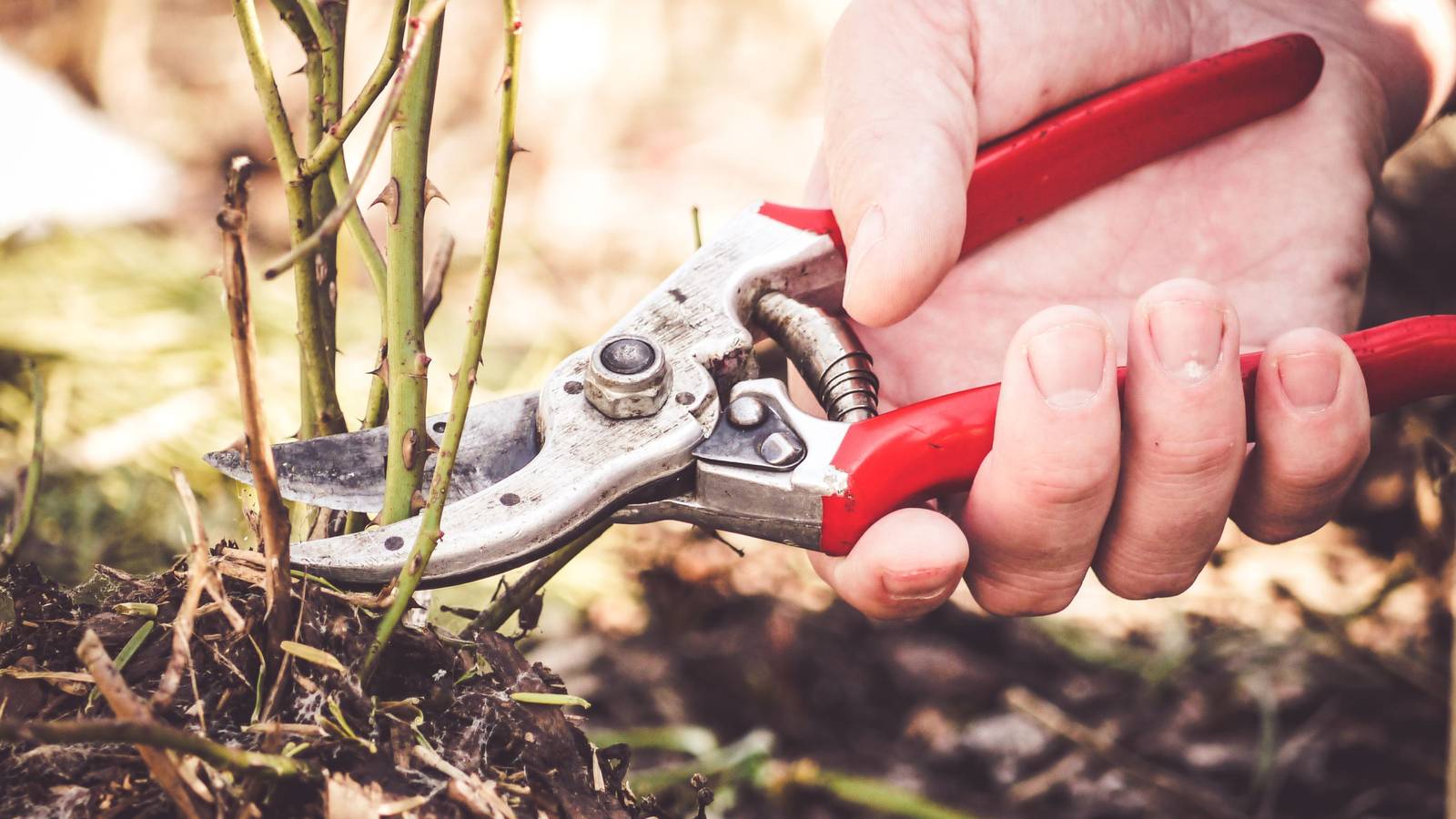 What Is a Rose Sucker and How to Get Rid of Them