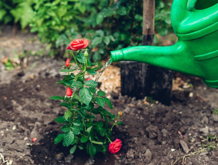 How to Fertilize Your Roses With Epsom Salt