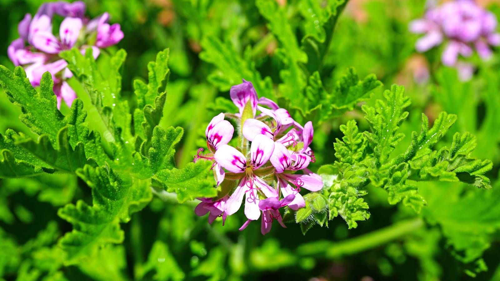 6 Tips for Growing Citronella Plants