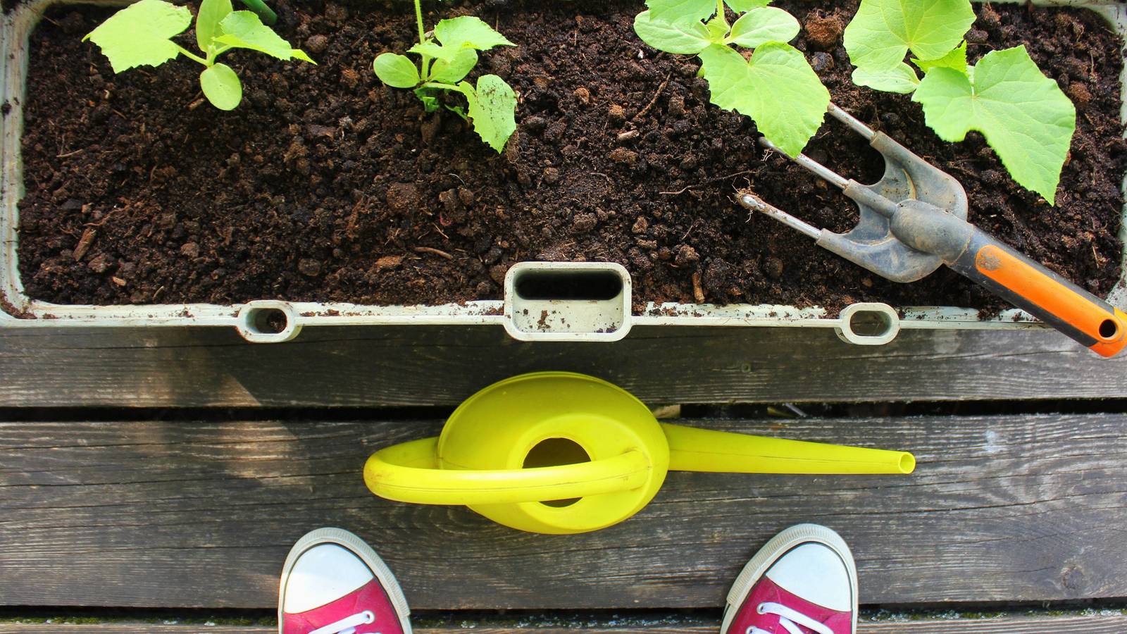 The Ultimate Guide to Choosing the Best Potting Soil for Vegetables in ...