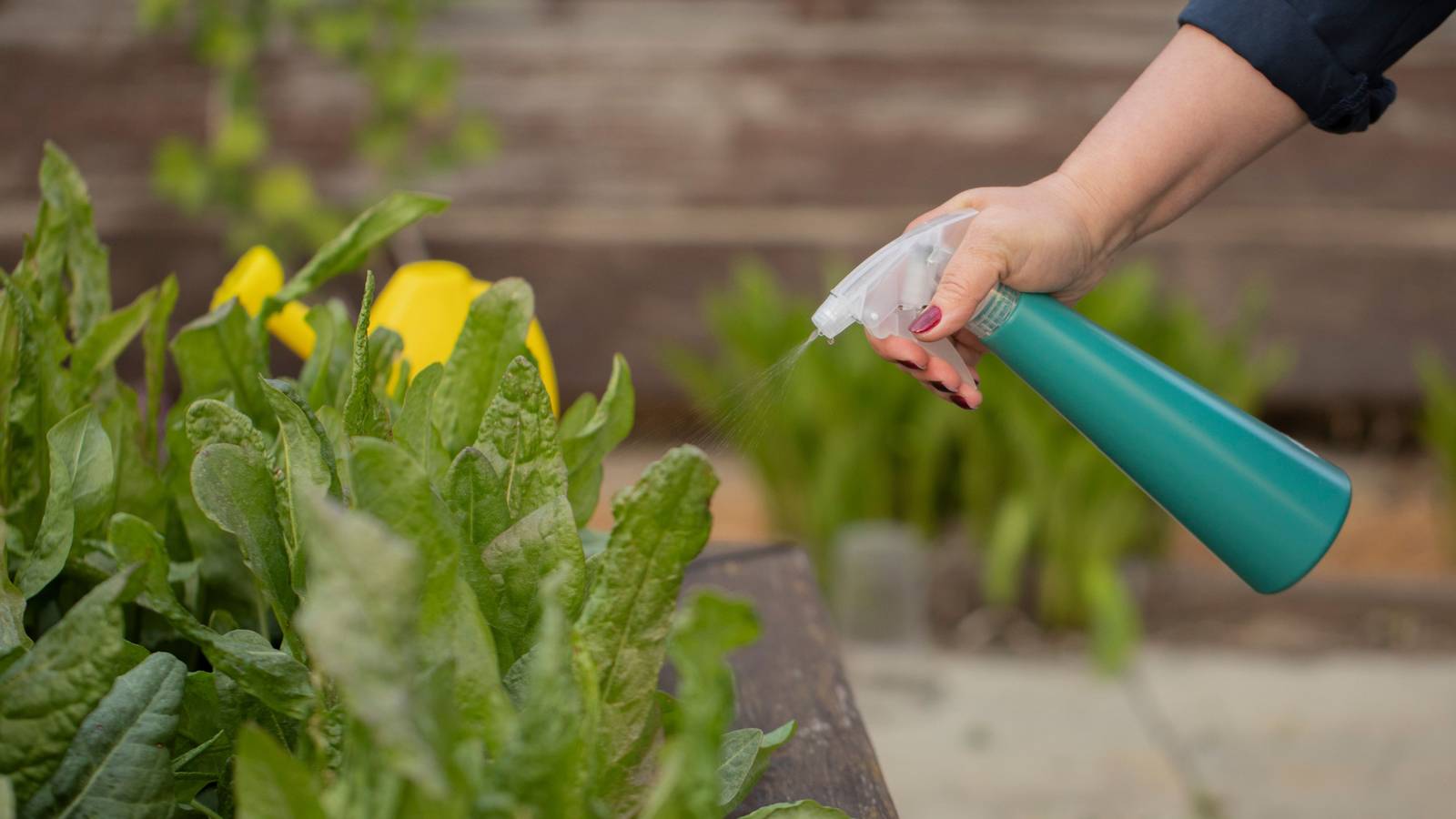 How to Fertilize Lettuce With Epsom Salt