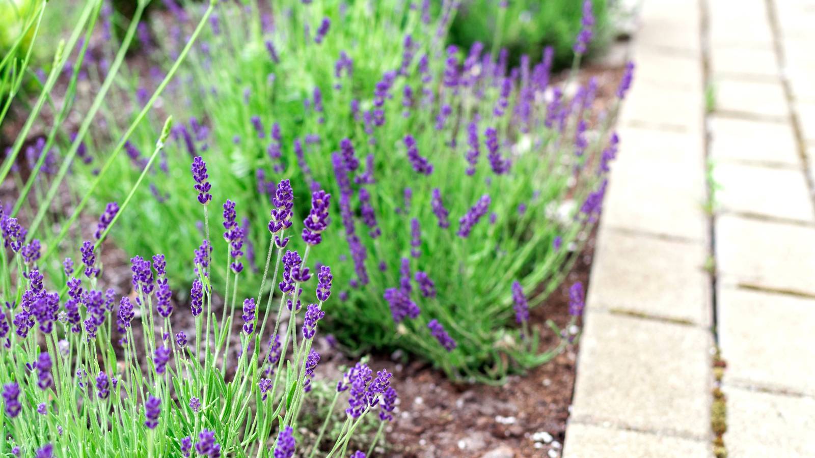 5 Best Plants for Front Yard Paths