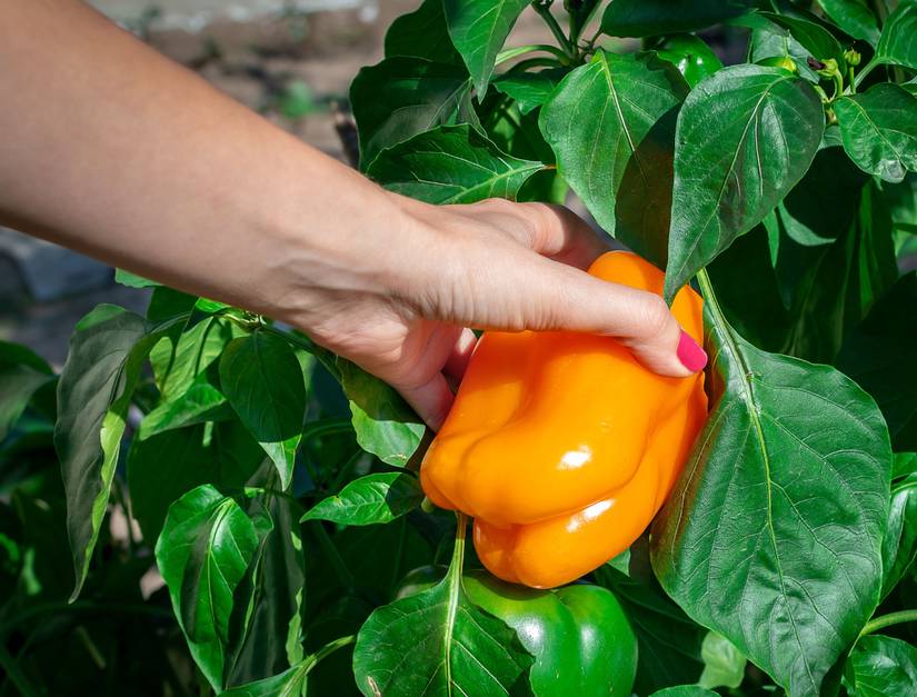 How to Properly Prune Your Pepper Plants