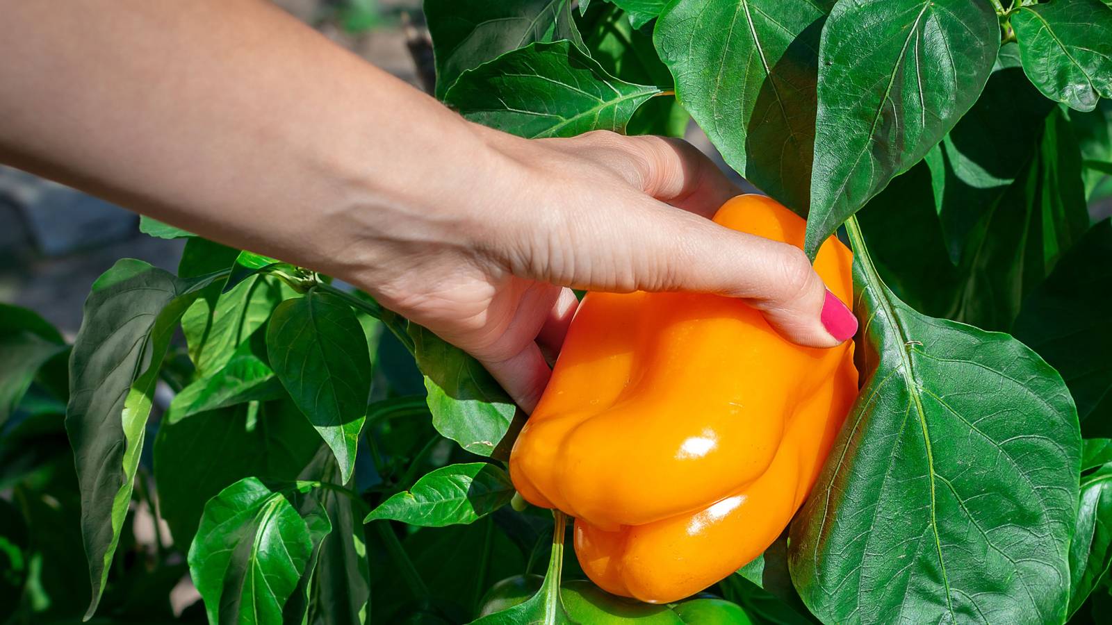 5 Heat-Resistant Vegetables to Grow in Hot Climates