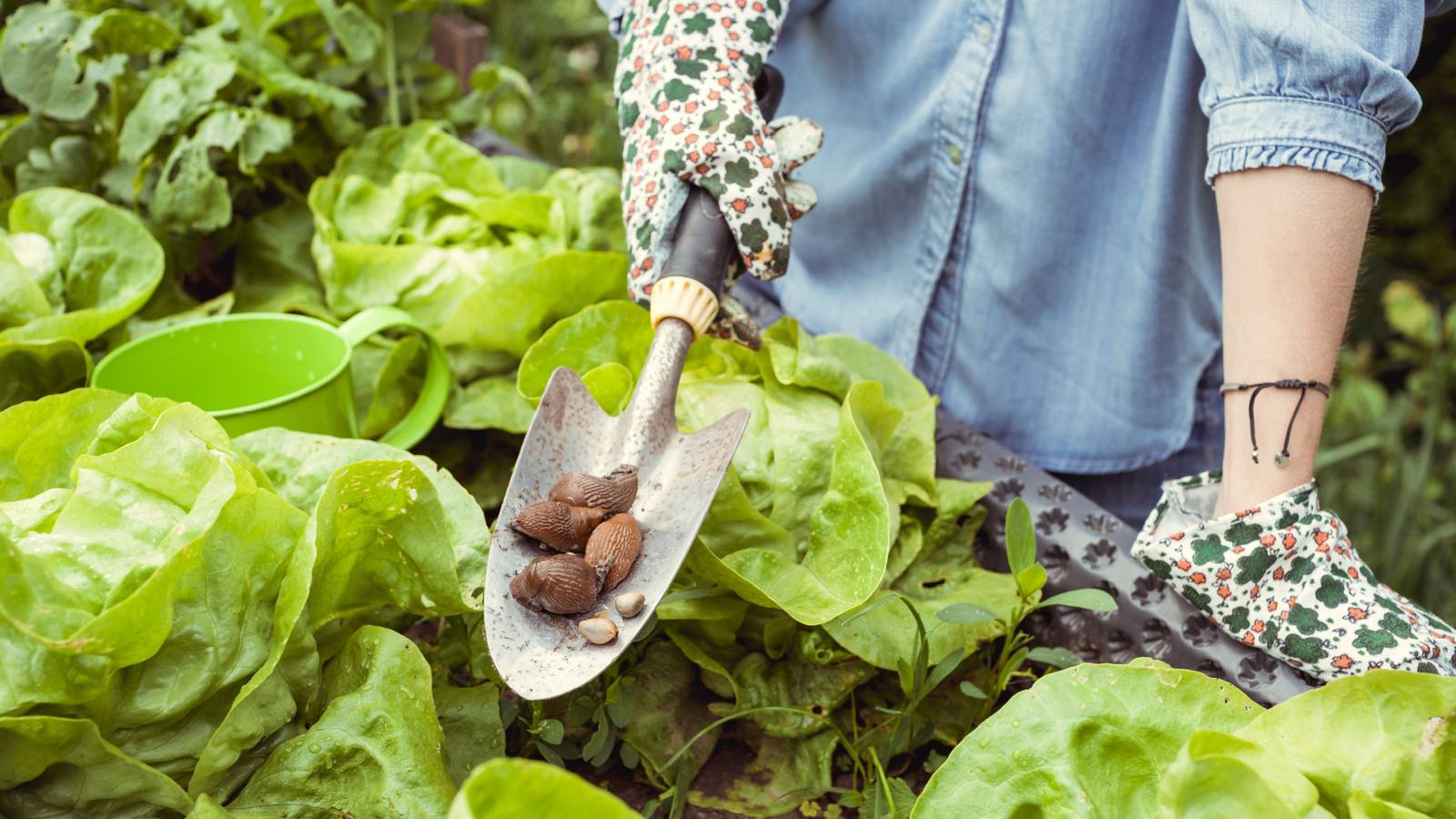 How to Use Epsom Salt to Repel Snails and Slugs