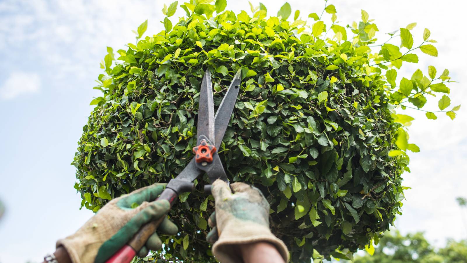 5 Types of Plant Pruning Cuts