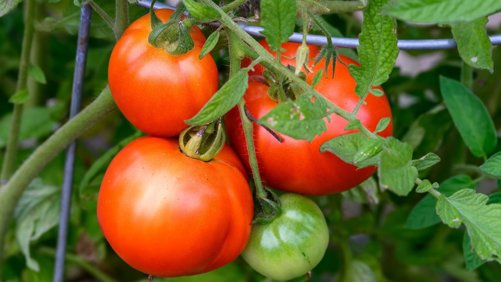 8 Tips for Growing Early Girl Tomatoes
