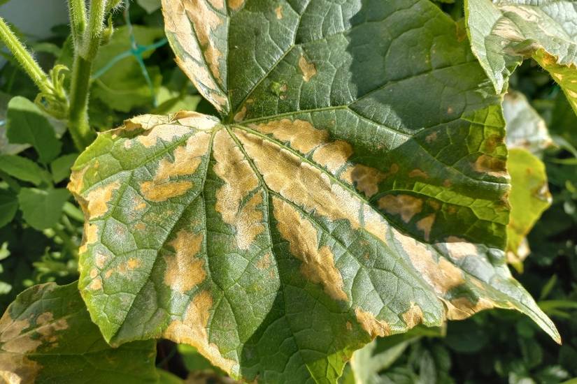 How to Revive Plants From Heat Damage