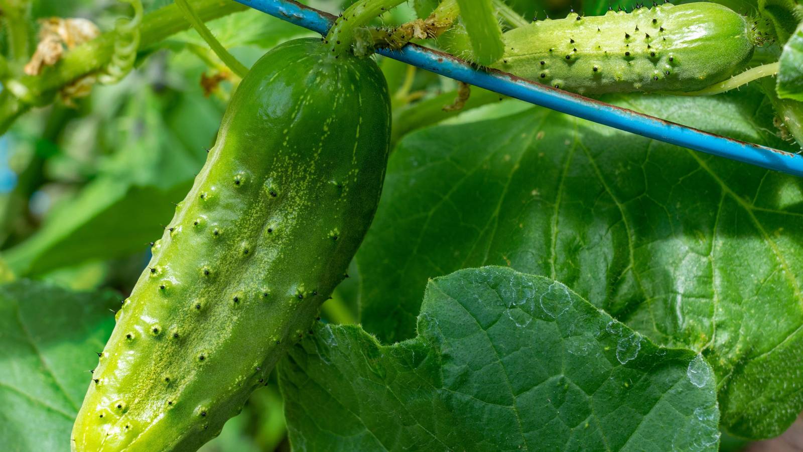 10 Tips for Growing Burpless Cucumbers