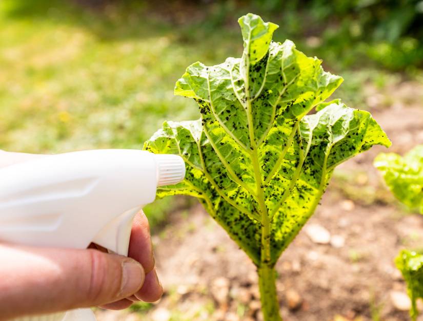 How to Use Vinegar to Kill Aphids
