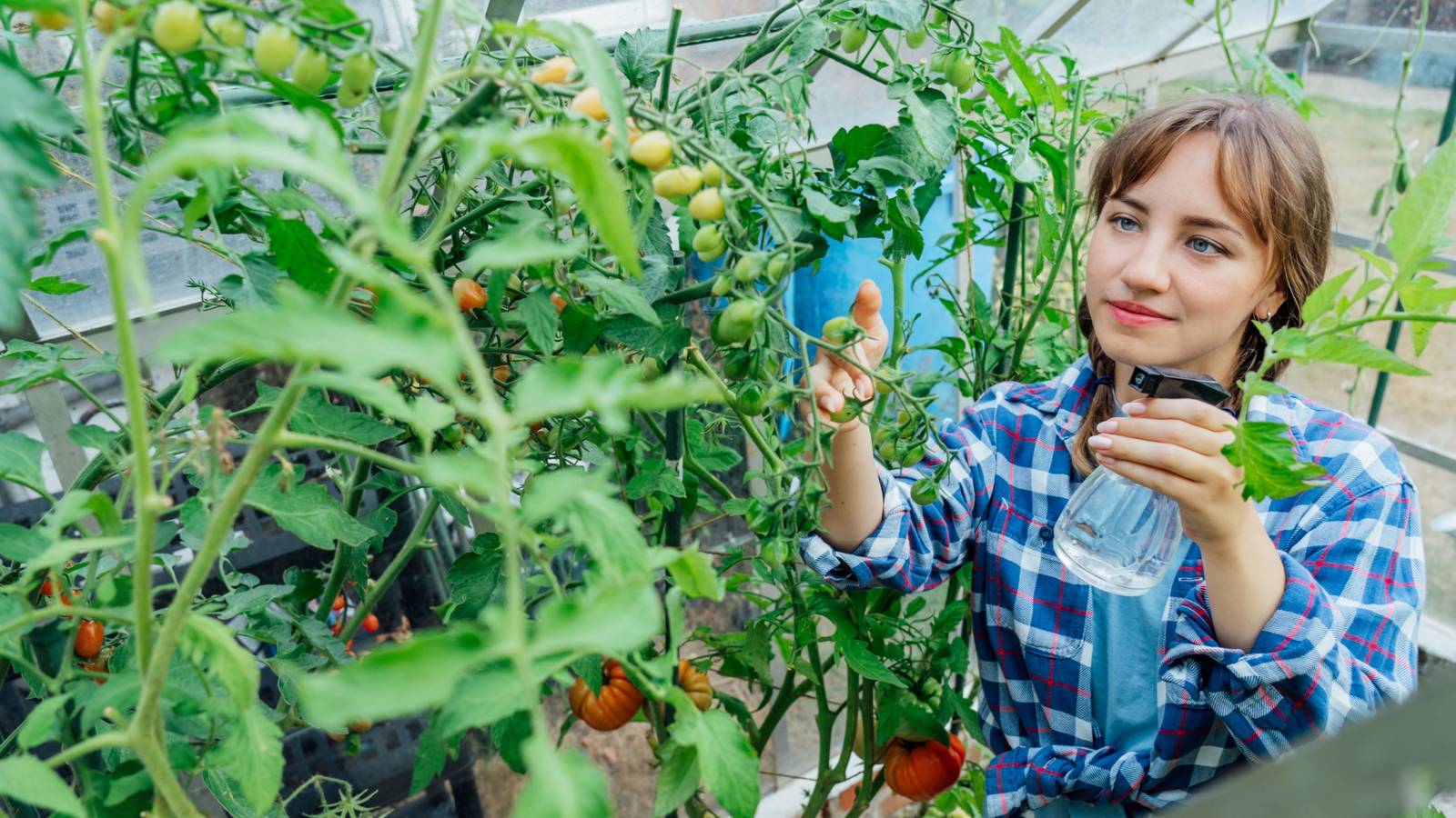 How to Use Baking Soda on Tomato Plants