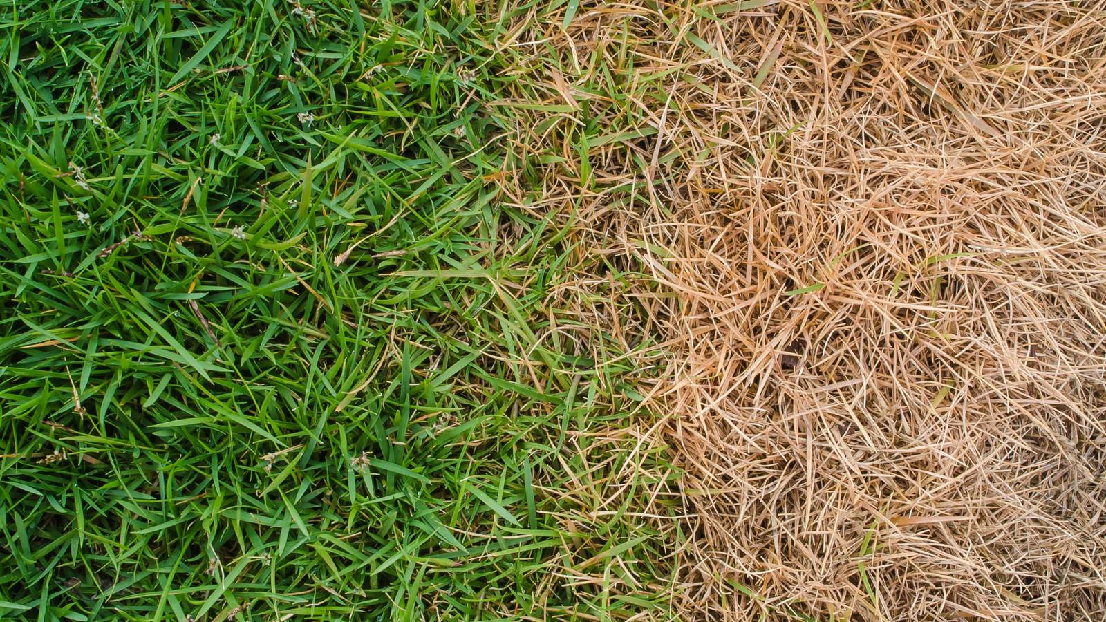 How to Turn Your Yellow Lawn Green Again