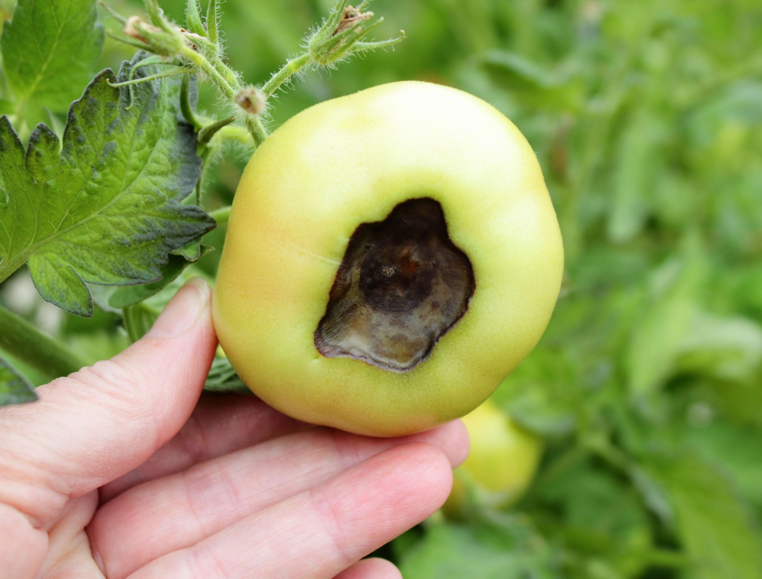How to Revive Heat-Stressed Tomato Plants