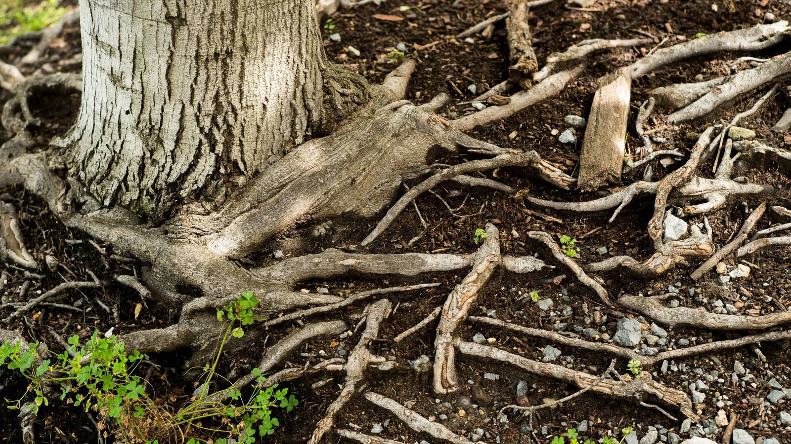 How to Use Baking Soda and Vinegar to Kill Tree Roots