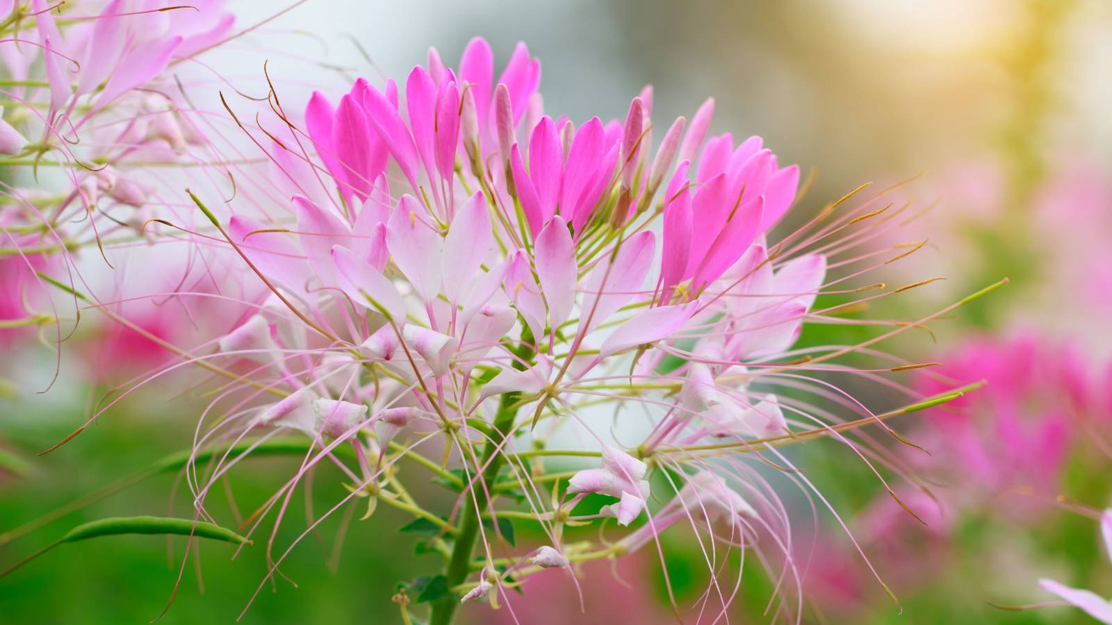Fill Your Garden With Sun Loving July Flowers